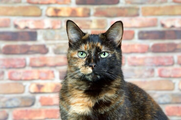 Temperamento de Gatos Tartaruga: Comportamento e Como Lidar Com Isso ...