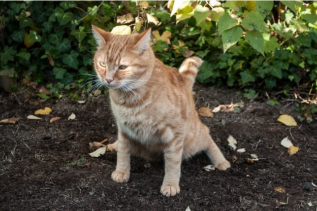 Sangue na Urina de Gatos (Hematúria): Causas, Sintomas e Tratamento ...