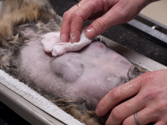 Câncer de mama em gatos: causas, sintomas e tratamento - Cats.com