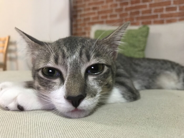 Uveíte em Gatos: Causas, Sintomas e Tratamento - Cats.com