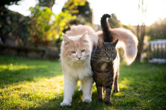 Os Sinais que a Cauda do seu Gato podem te Dar - Cats.com