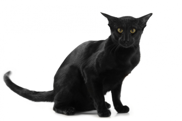 Os Sinais que a Cauda do seu Gato podem te Dar - Cats.com