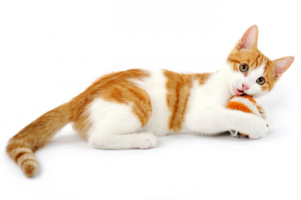 Os Sinais que a Cauda do seu Gato podem te Dar - Cats.com