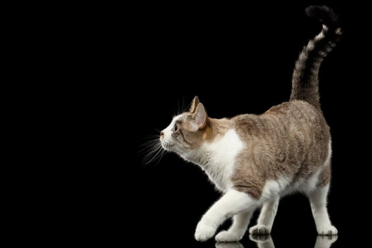 Os Sinais que a Cauda do seu Gato podem te Dar - Cats.com