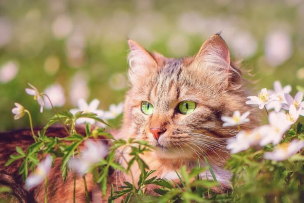 Os mais de 300 melhores nomes de gatos machos – encontre o perfeito ...
