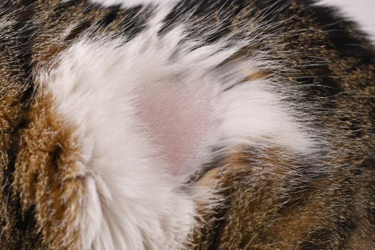 Queda de Pelo em Gatos: Causas, Sintomas e Tratamento - Cats.com