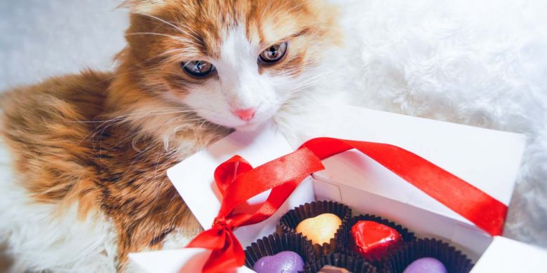 Intoxicação por Chocolate em Gatos: Causas, Sintomas e Tratamento ...
