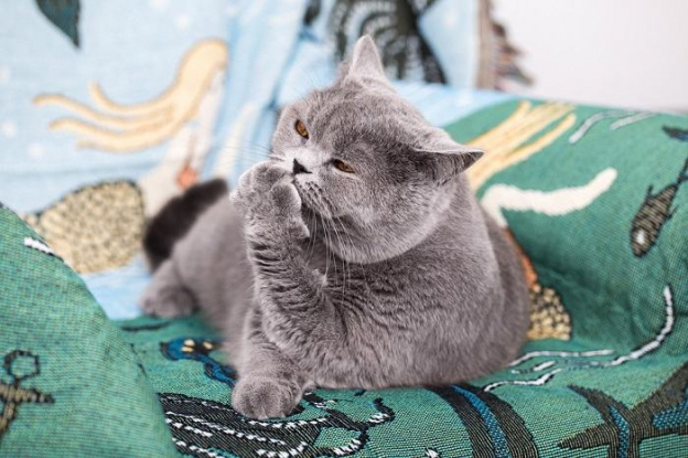 10 Curiosidades Sobre a Língua do seu Gato - Cats.com