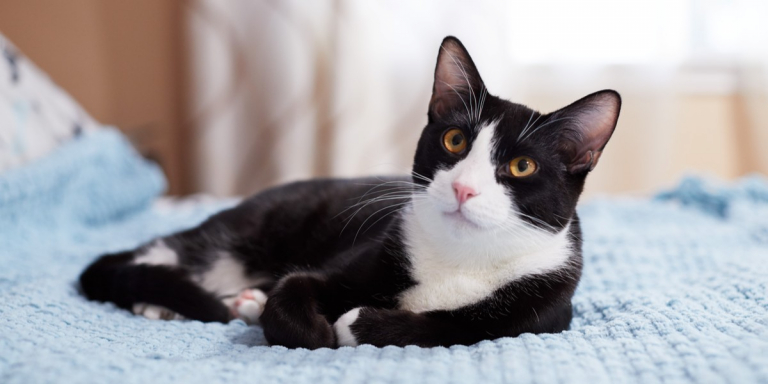 110 Nomes Para Gatinhos Frajola em 2026 - Cats.com