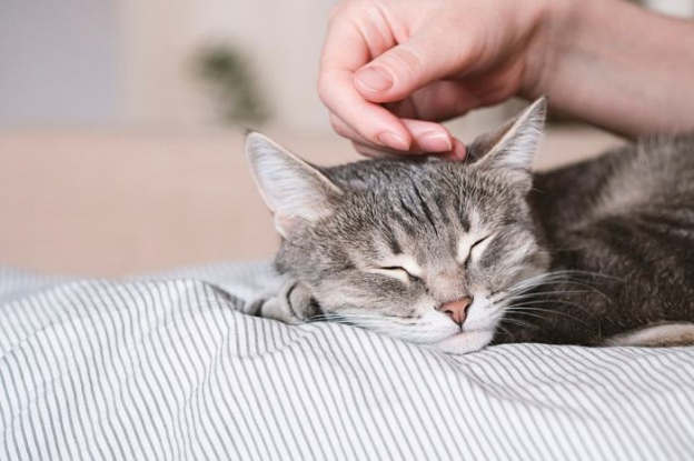 8 Posições Comuns que Gatos Dormem e o que Elas Significam - Cats.com
