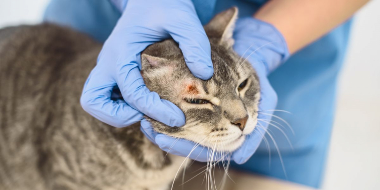 Micose em Gatos: Causas, Sintomas e Tratamento - Cats.com