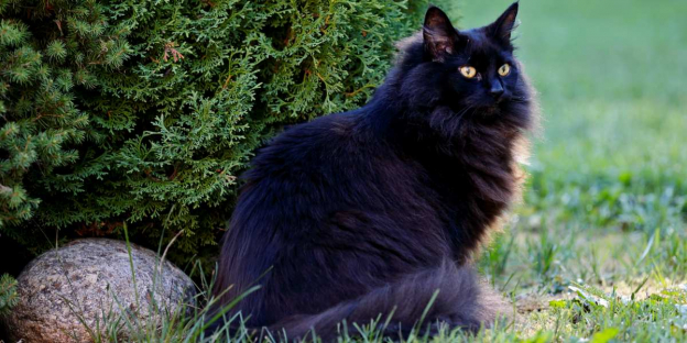 10 Raças de Gatos Pretos Impressionantes que Merecem um Lugar no seu ...