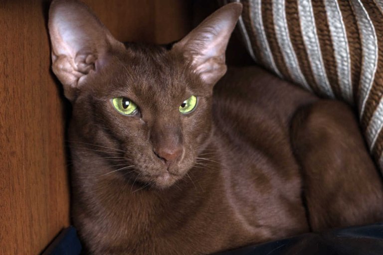 12 Cores e Padrões de Pelagem Raros em Gatos - Cats.com