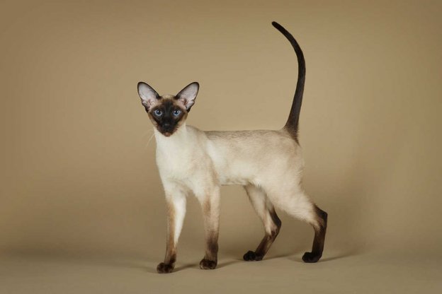 12 Cores e Padrões de Pelagem Raros em Gatos - Cats.com