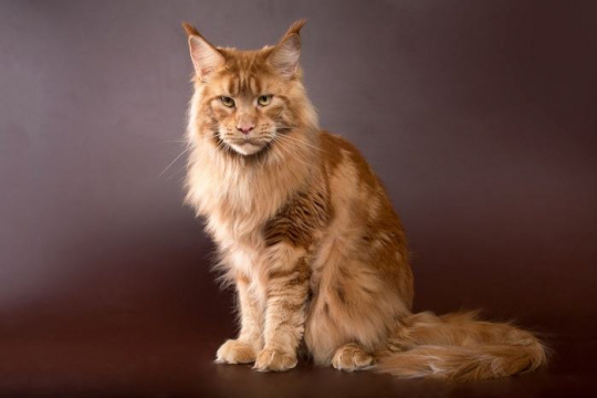 10 Raças de Gatos Marrons Mais Populares - Cats.com