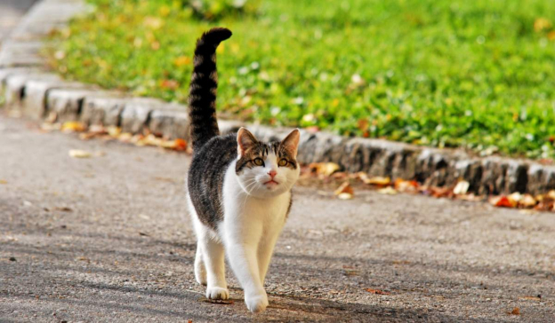 Por Que as Caudas dos Gatos Tremem? - Cats.com