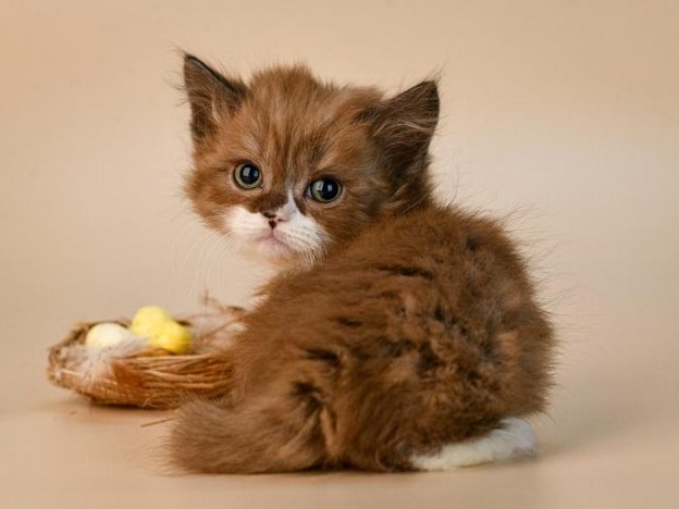 10 Raças de Gatos Marrons Mais Populares - Cats.com
