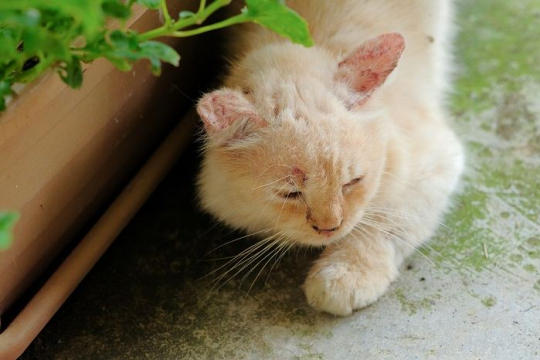 Micose em Gatos: Causas, Sintomas e Tratamento - Cats.com