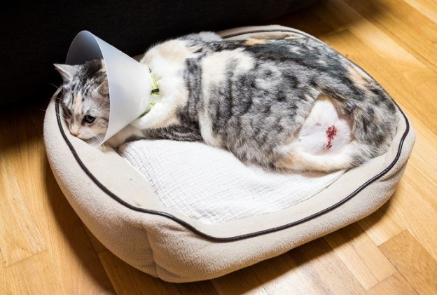 Como Cuidar de um Gato Ferido - Cats.com
