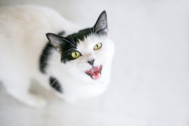 Por Que os Gatos Gritam? - Cats.com