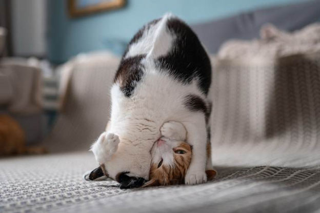 Raiva em Gatos: Causas, Sintomas e Prognóstico - Cats.com