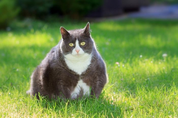 Obesidade Felina – Causas, Sintomas e Tratamento - Cats.com