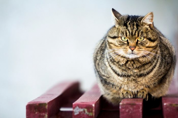 Obesidade Felina – Causas, Sintomas e Tratamento - Cats.com
