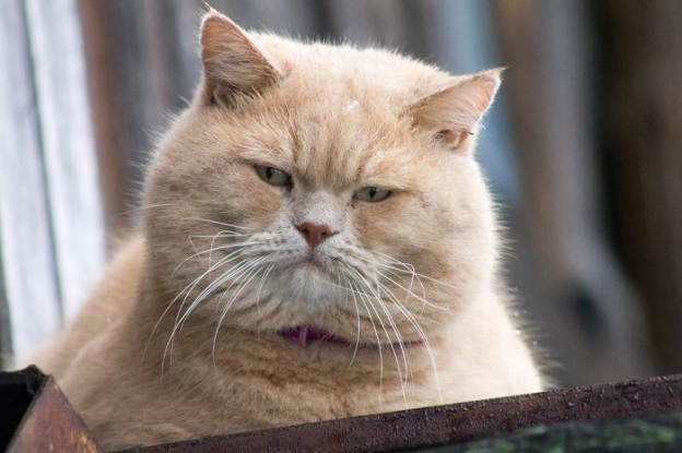 Obesidade Felina – Causas, Sintomas e Tratamento - Cats.com