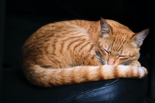 12 Sinais de Alerta de que seu Gato está com Dor - Cats.com