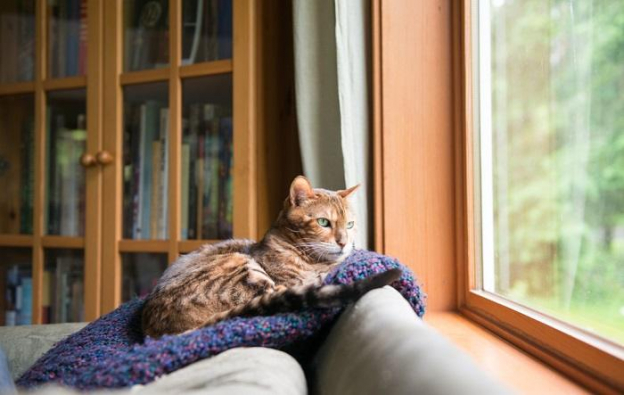 9 Mudanças de Comportamento em Gatos para se Preocupar - Cats.com