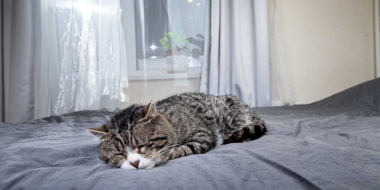 11 Sinais de que seu Gato Está Chegando ao Fim da Vida - Cats.com