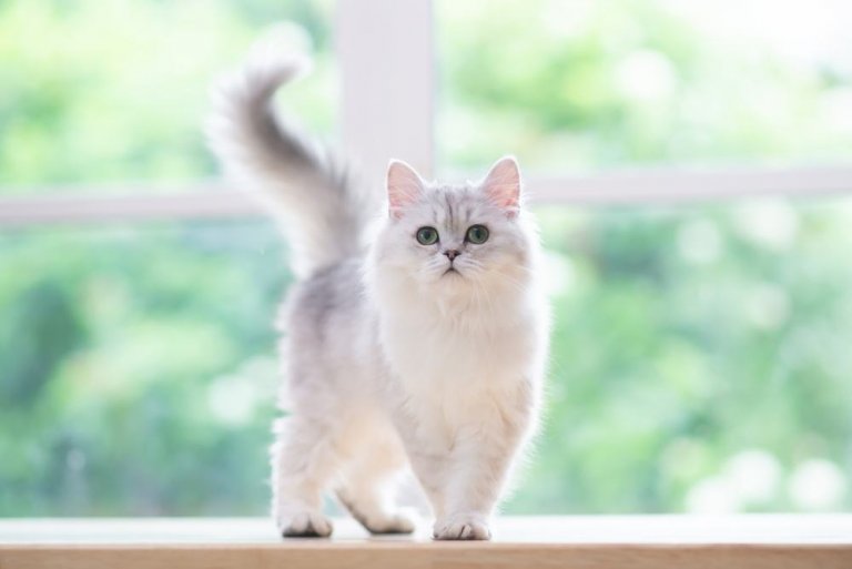 7 Raças de Gatos Garfield Pelas Quais Vale a Pena Ronronar - Cats.com