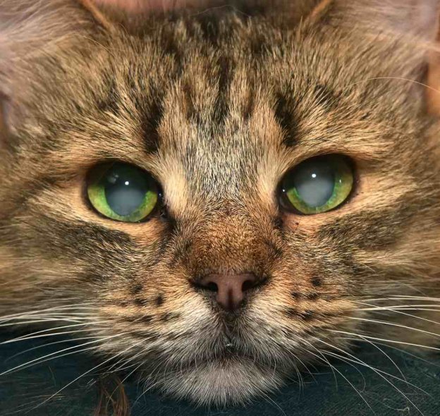 10 problemas oculares mais comuns em gatos - Cats.com