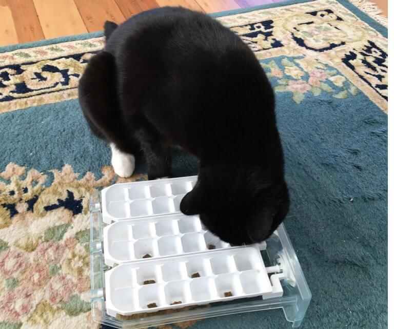 Seu Gato Está Chato Para Comer? Veja 6 Dicas de um Especialista - Cats.com