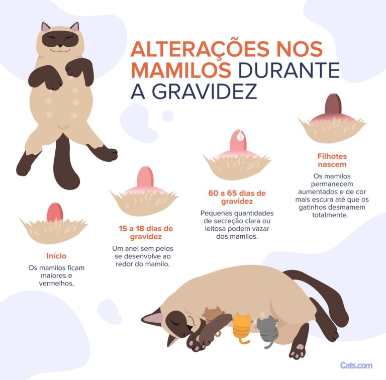 Mamilos de Gatas Grávidas x Mamilos Normais: Como saber a Diferença ...