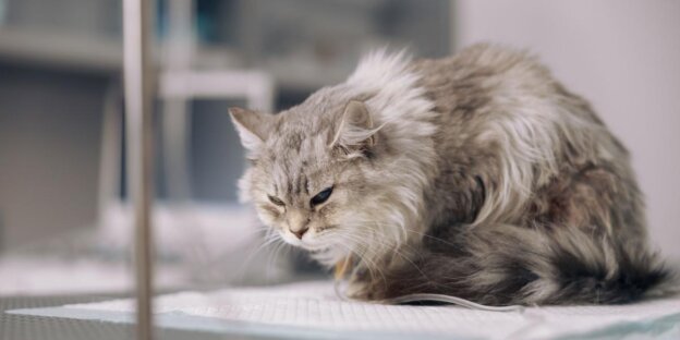 10 Maneiras de Saber se seu Gato Está com Dor - Cats.com
